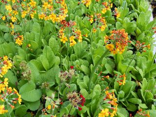 Primula chungensis :: Wichmann OnlineShop
