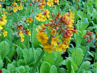 Primula chungensis :: Wichmann OnlineShop